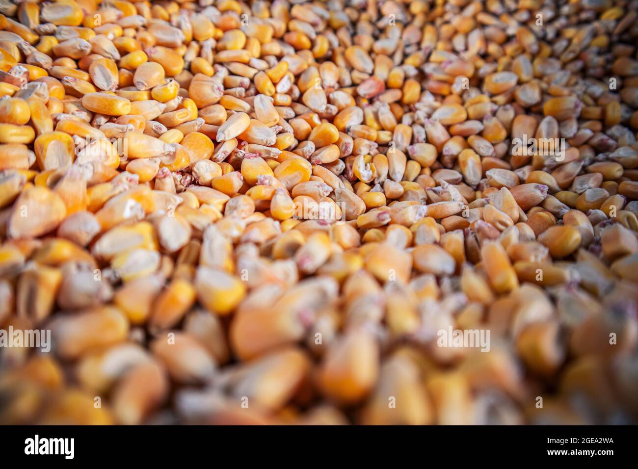 Pile of corn - fall colors Stock Photo - Alamy