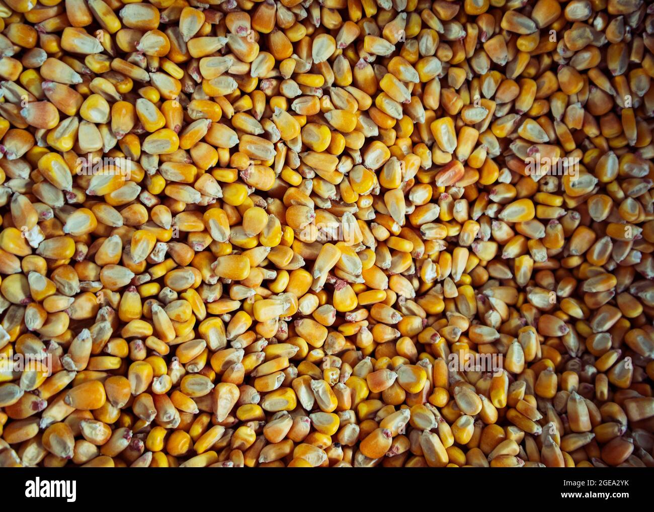 Pile of corn - fall colors Stock Photo - Alamy