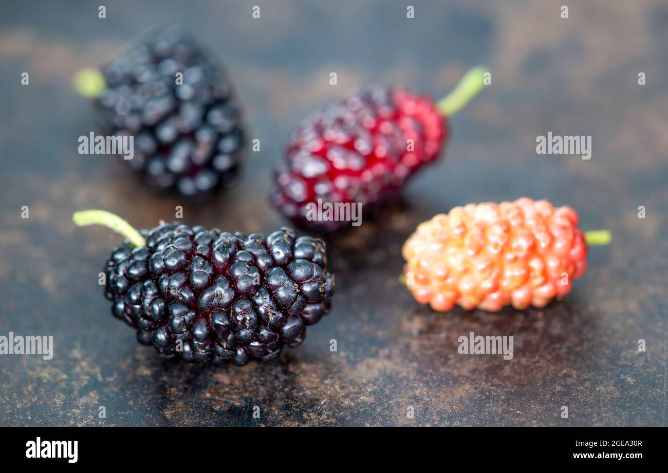 Mulberry fruits, healthy food ingredients background Stock Photo - Alamy