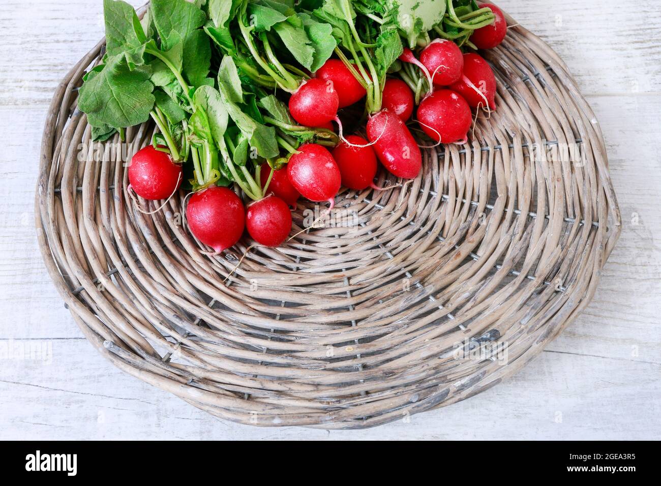 Fresh radishes from ground. Healthy food Stock Photo - Alamy