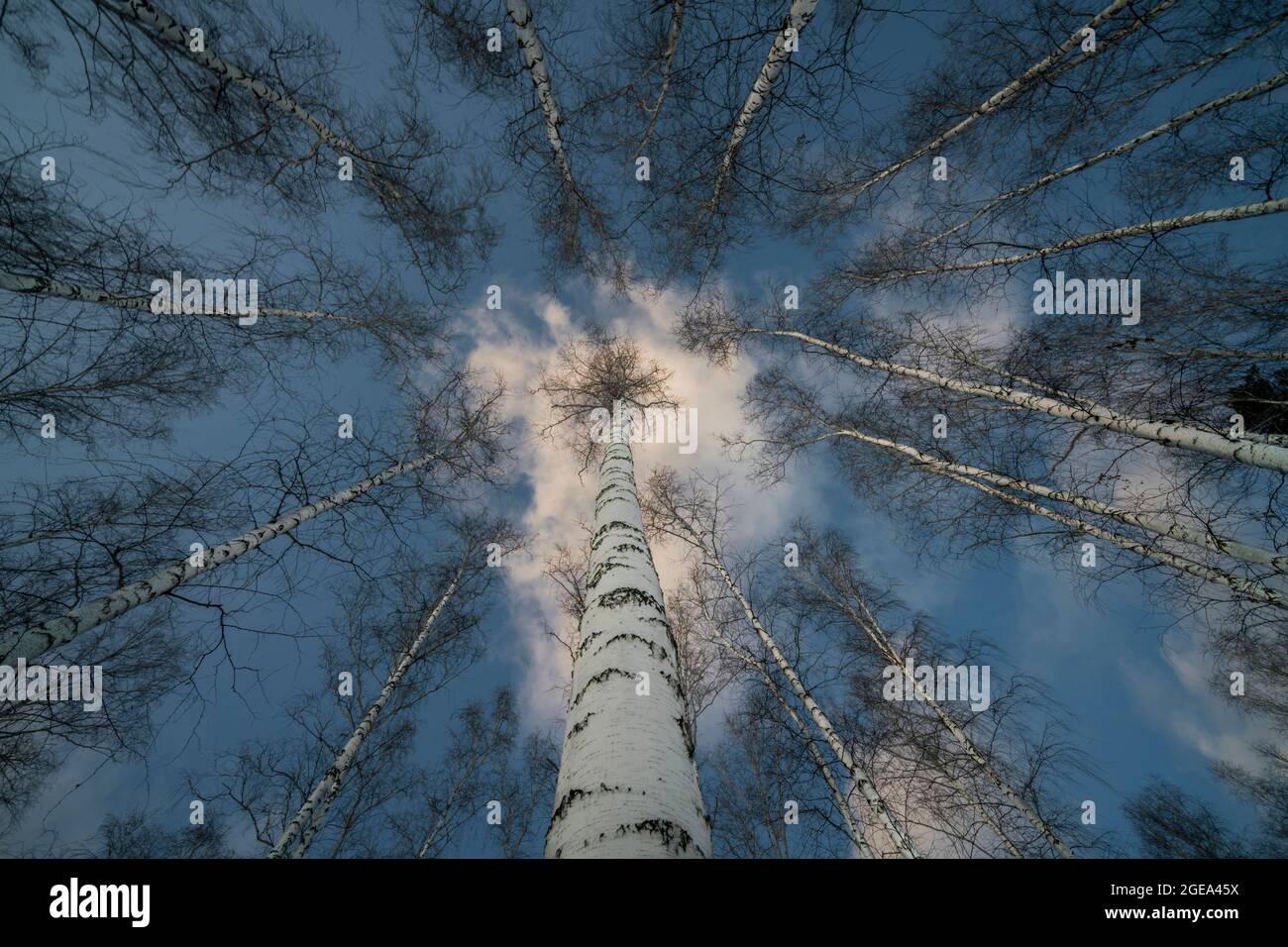A birch tree forest in the Ural Mountains region in Russia Stock Photo ...