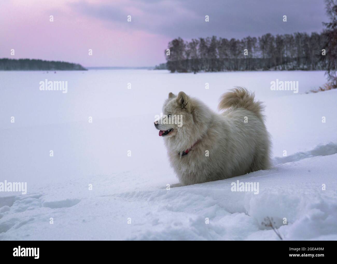 A samoyed breed dog in the deep snow along the banks of a frozen lake ...