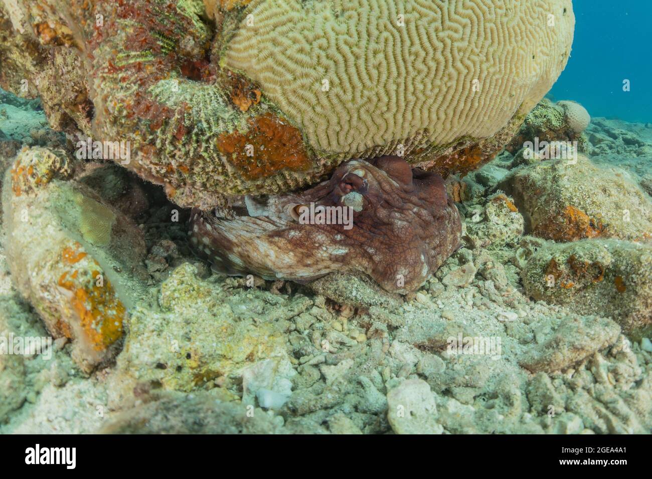 Coral reef and water plants in the Red Sea, Eilat Israel Stock Photo ...
