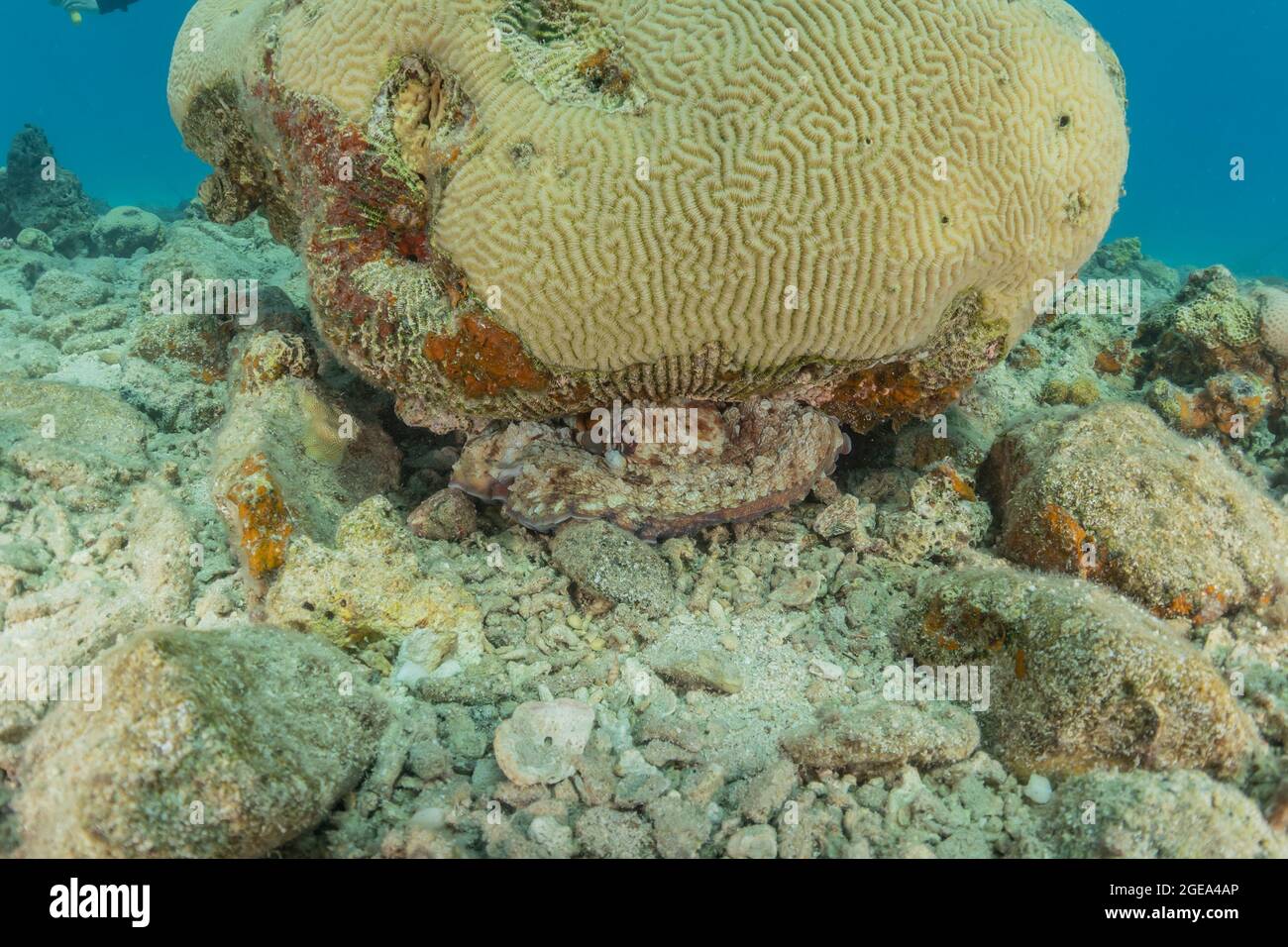 Coral reef and water plants in the Red Sea, Eilat Israel Stock Photo ...