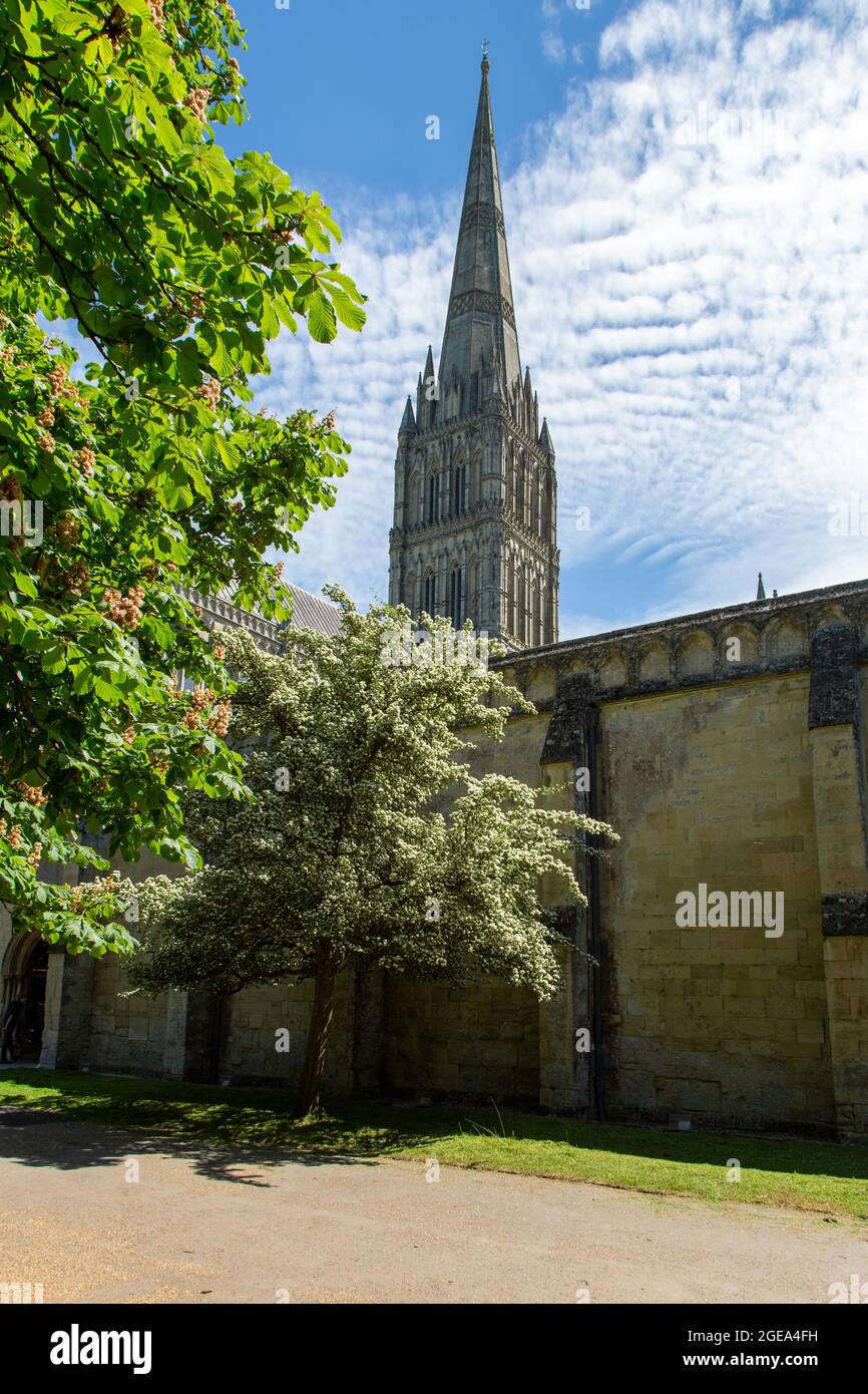 flowering Azarole tree against the cloister wall, Salisbury cathedral ...
