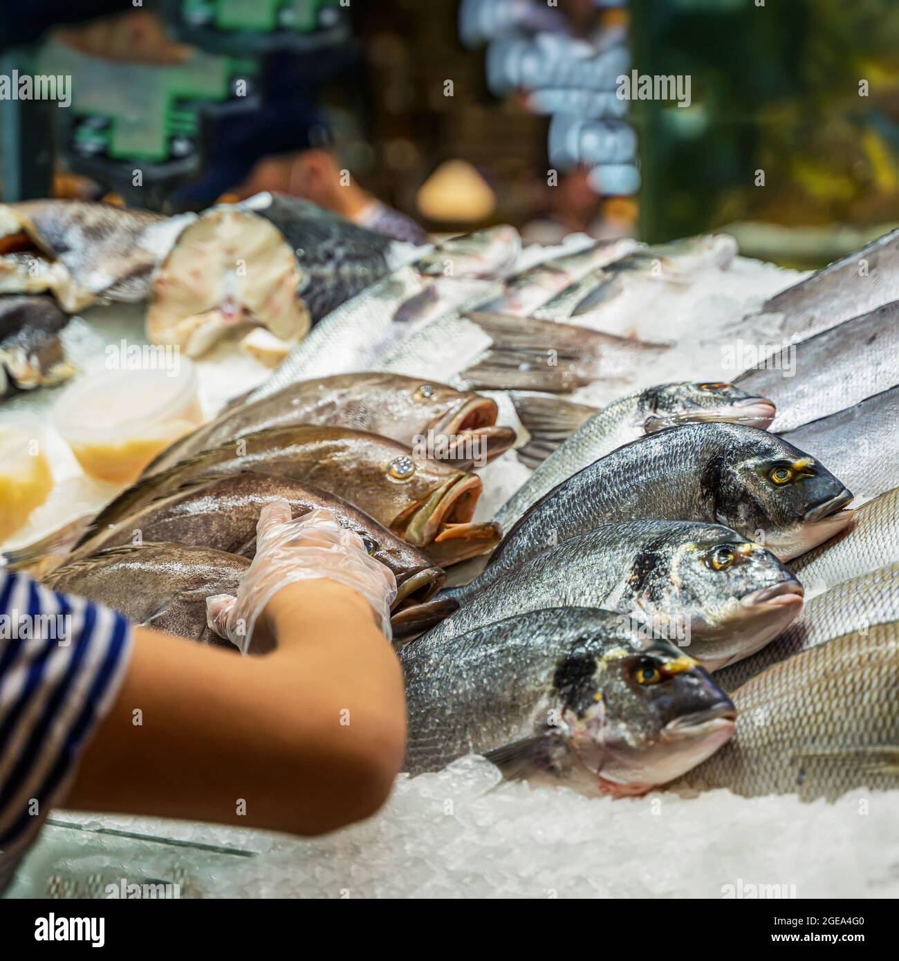 Showcase fish shop, fish lying on ice. Hand of seller with seafood ...