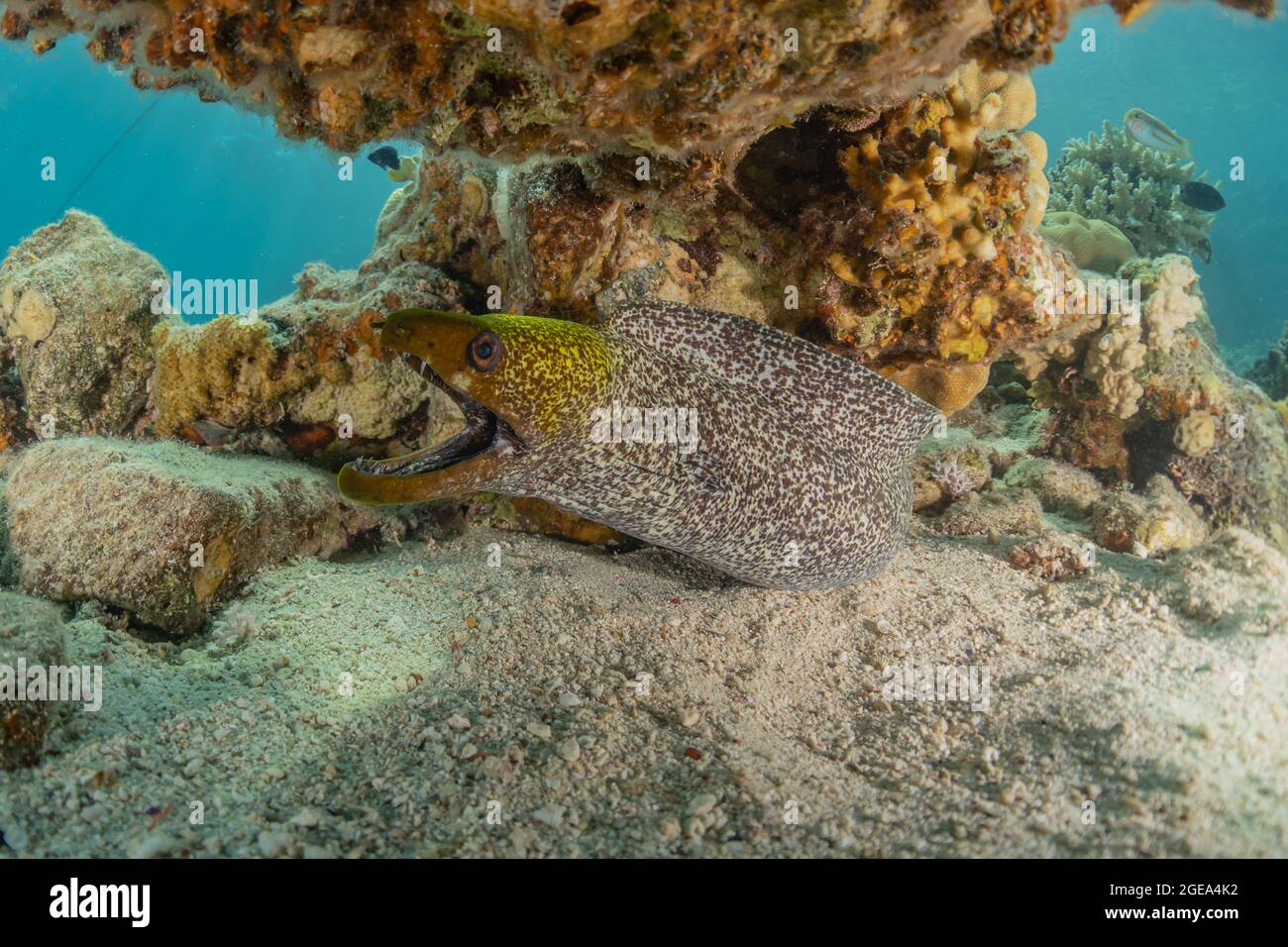 Moray eel Mooray lycodontis undulatus in the Red Sea, Eilat Israel ...