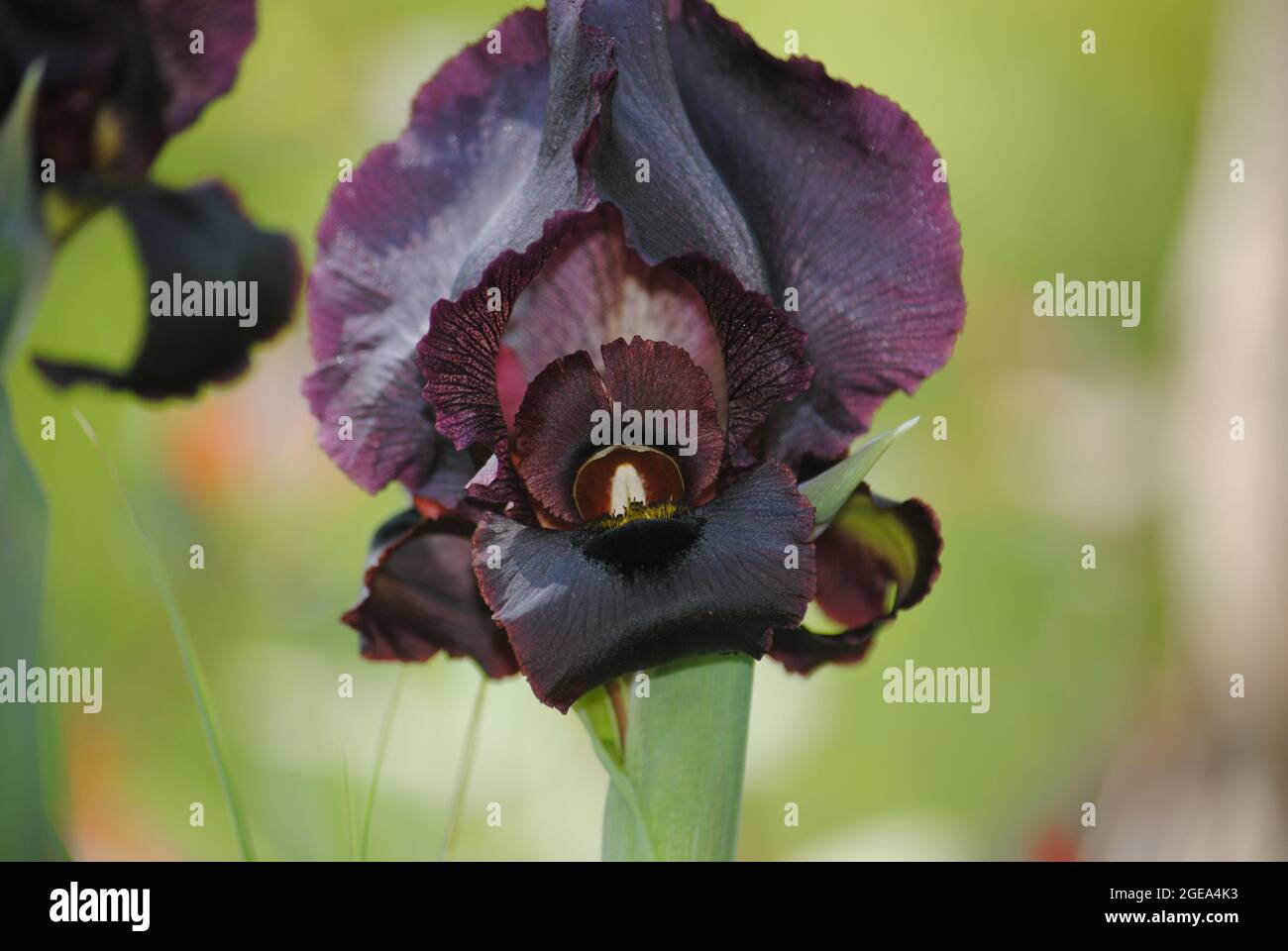 Flora. Black Iris. Blooming Flowers. Beautiful flowers Stock Photo - Alamy