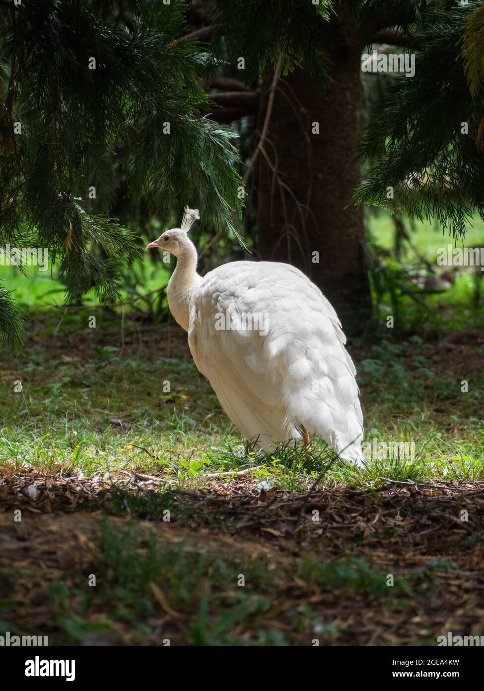 Pure white plumage hi-res stock photography and images - Alamy