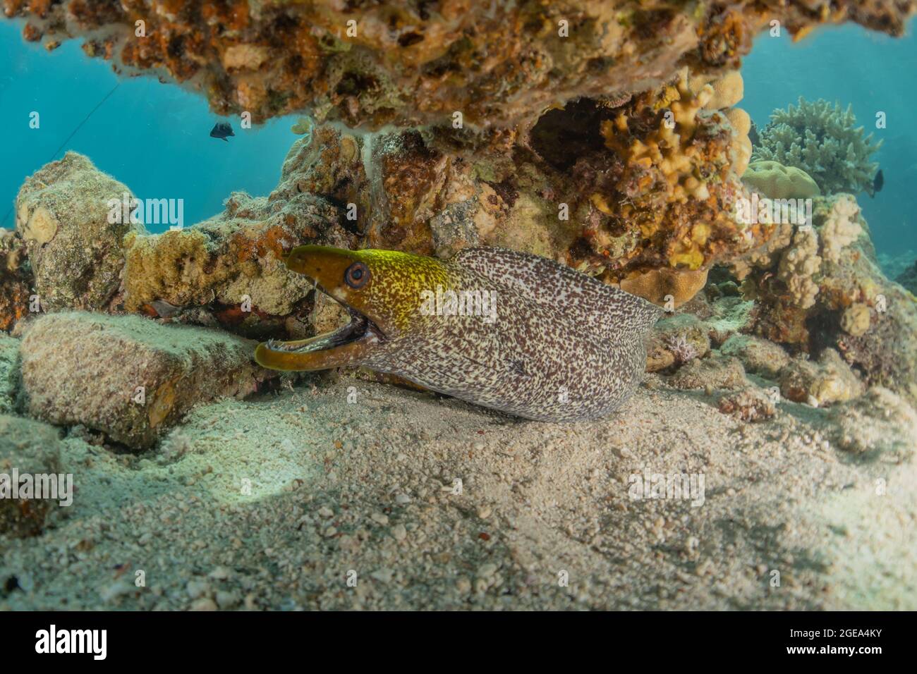 Moray eel Mooray lycodontis undulatus in the Red Sea, Eilat Israel ...
