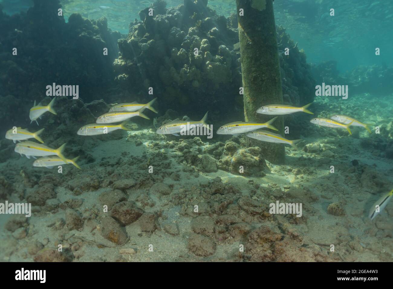 Fish swim in the Red Sea, colorful fish, Eilat Israel Stock Photo - Alamy