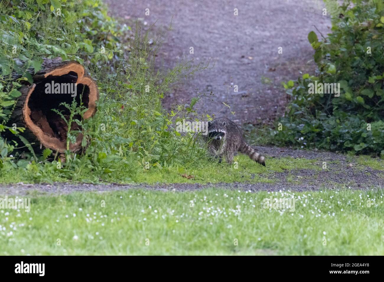 raccoon walking near old hollow log and grass Stock Photo - Alamy