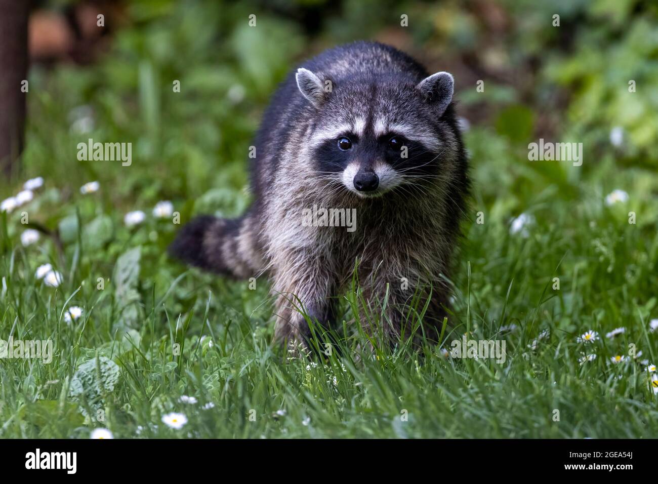 raccoon looking up from grass with worry Stock Photo - Alamy
