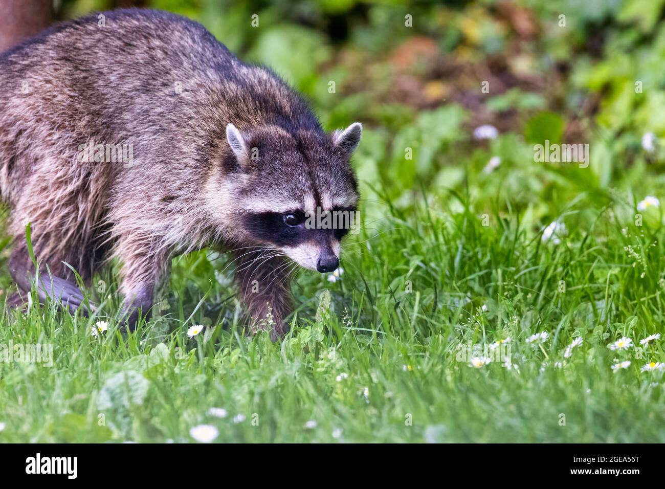large raccoon walking along in grass with clover Stock Photo - Alamy
