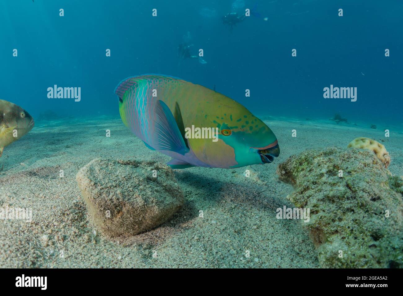 Fish swim in the Red Sea, colorful fish, Eilat Israel Stock Photo - Alamy