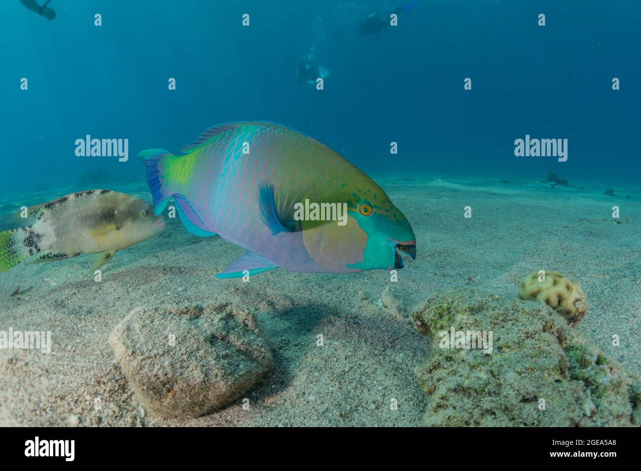 Fish swim in the Red Sea, colorful fish, Eilat Israel Stock Photo - Alamy