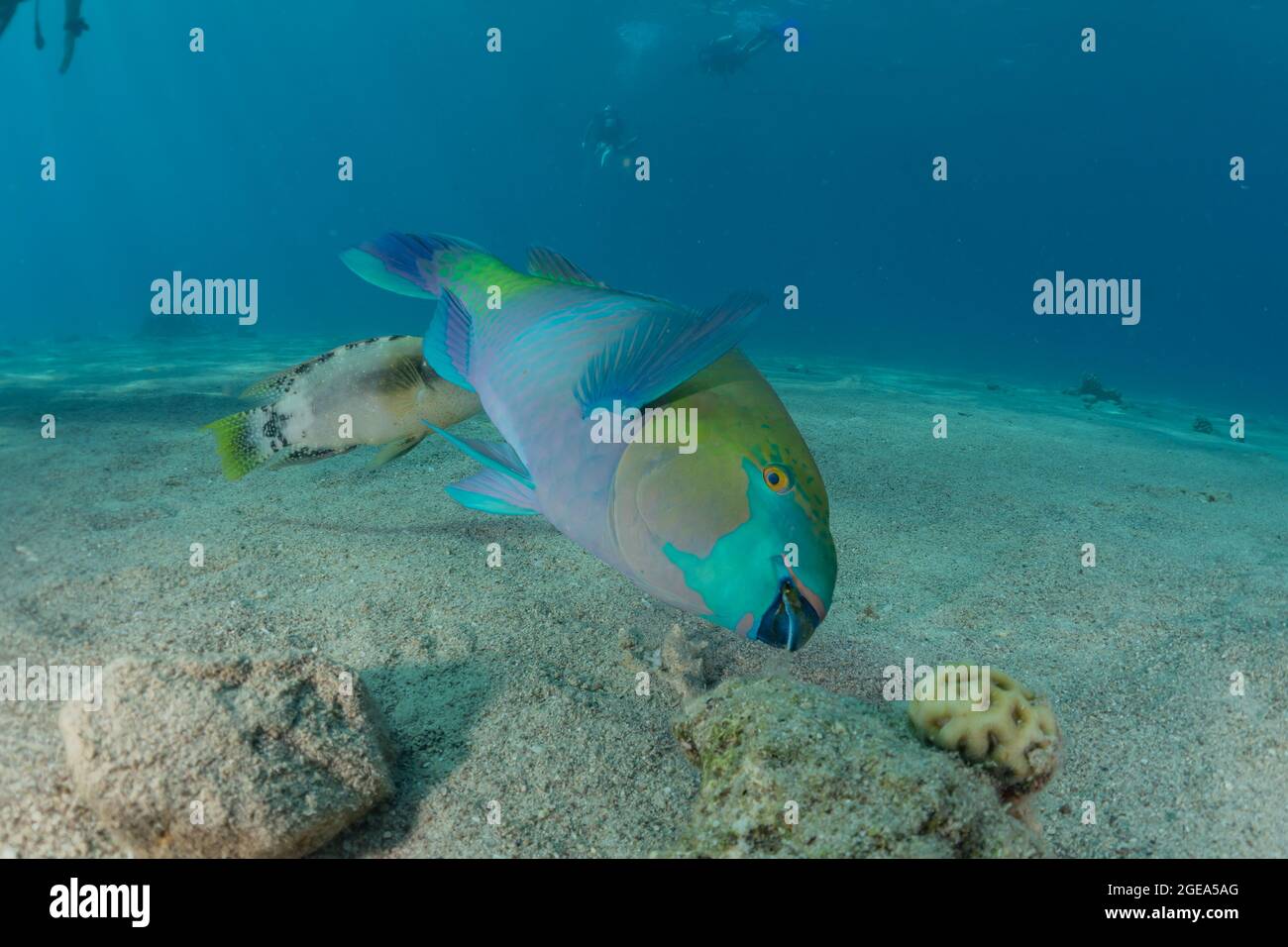 Fish swim in the Red Sea, colorful fish, Eilat Israel Stock Photo - Alamy