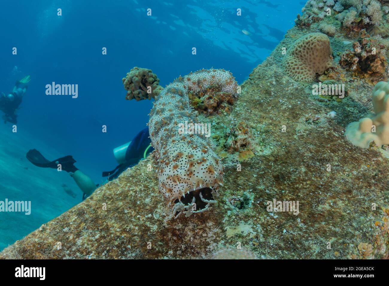 Great barrier reef sea cucumbers hi-res stock photography and images ...
