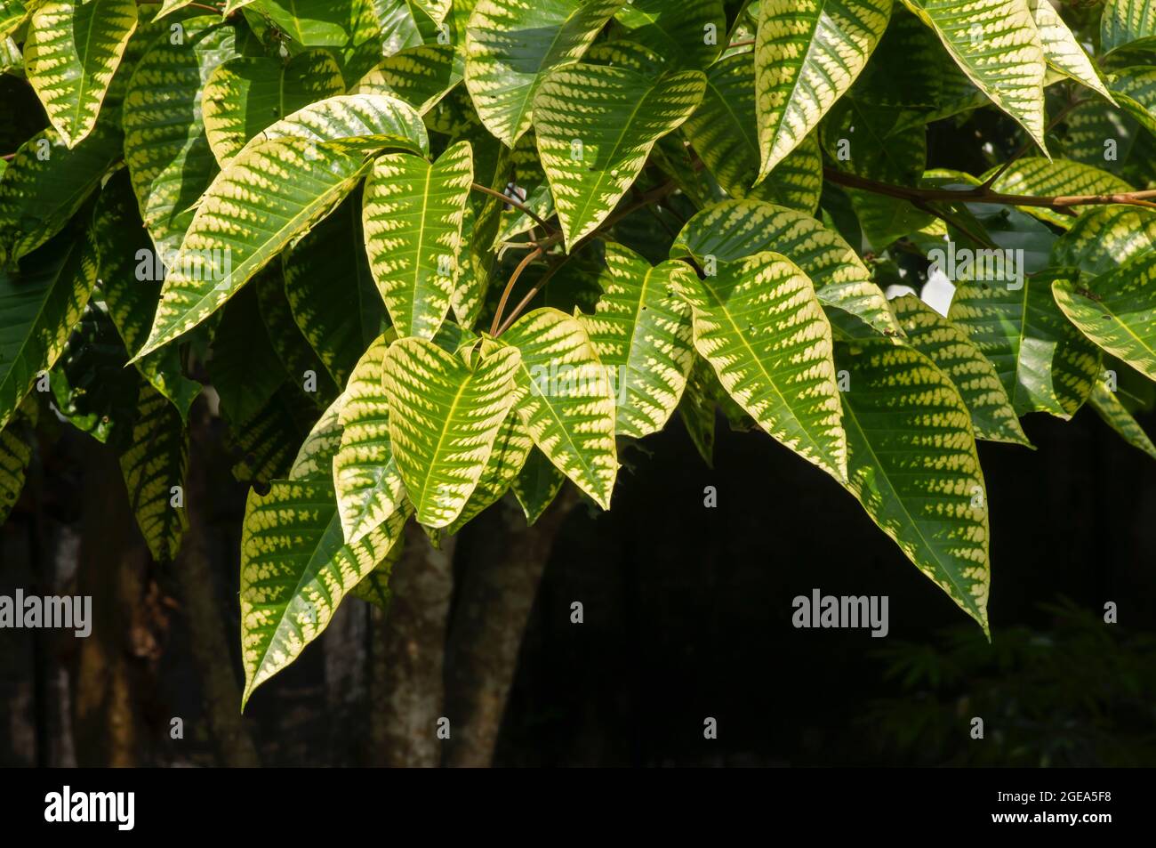 The santol leaves (Sandoricum koetjape), cotton fruit, is a tropical ...