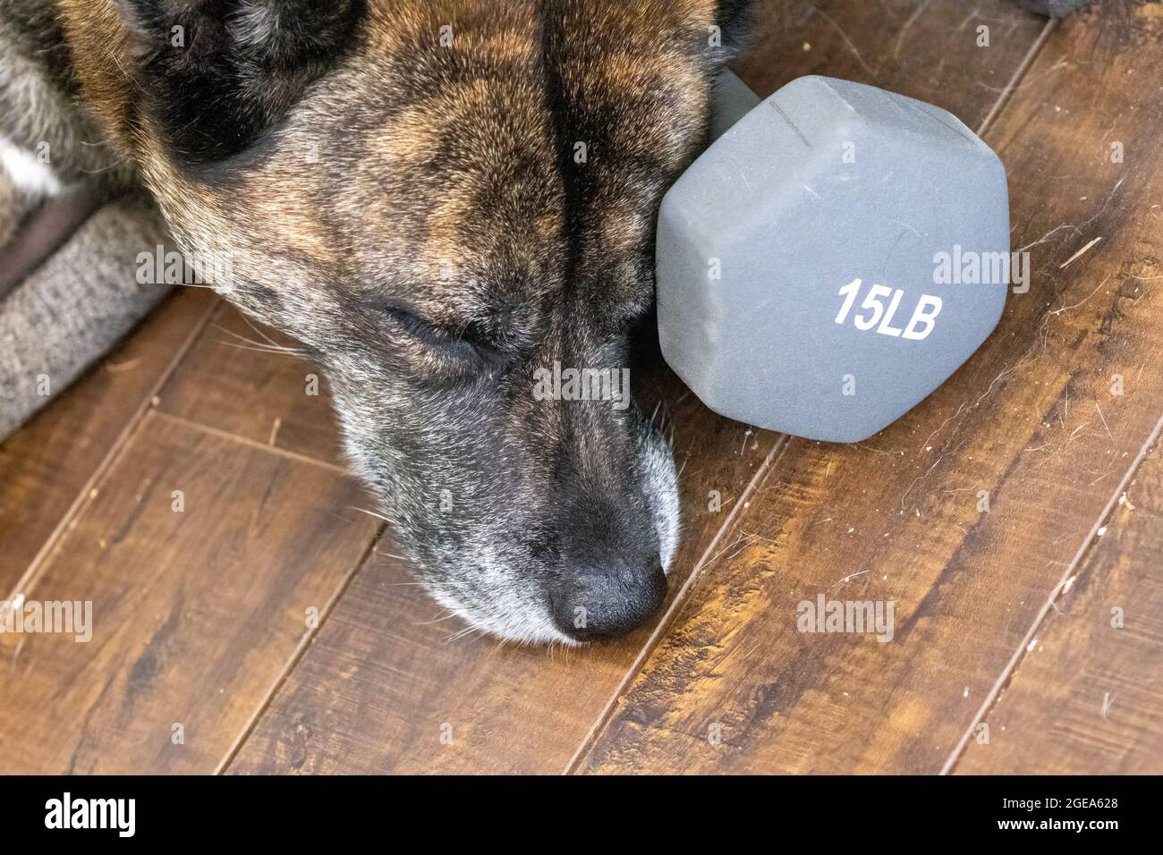 large brindle dog laying on exercise weight napping Stock Photo - Alamy