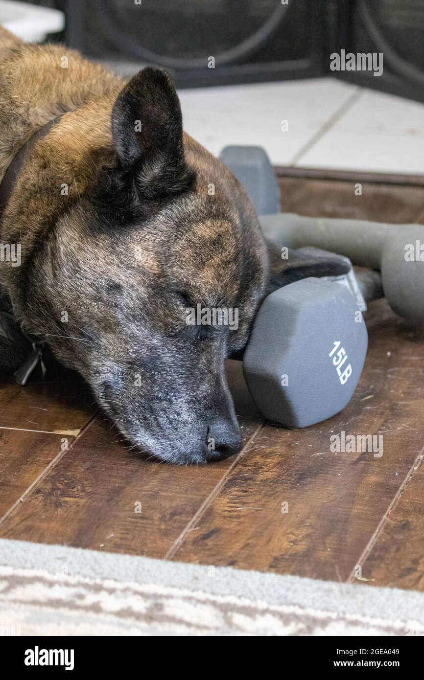 large brindle dog napping on a weight Stock Photo - Alamy