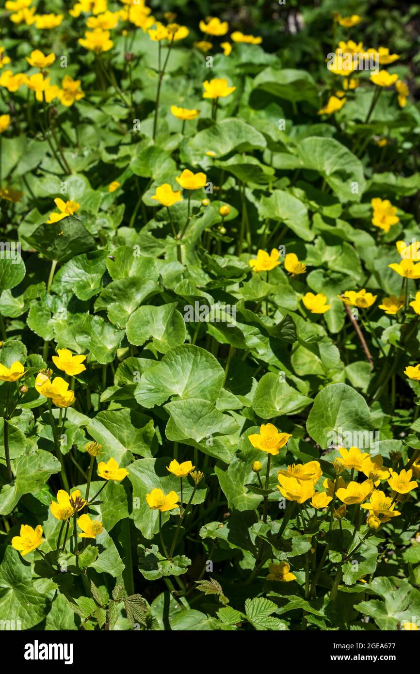 Marsh marigold wetland plant Caltha palustris Stock Photo - Alamy