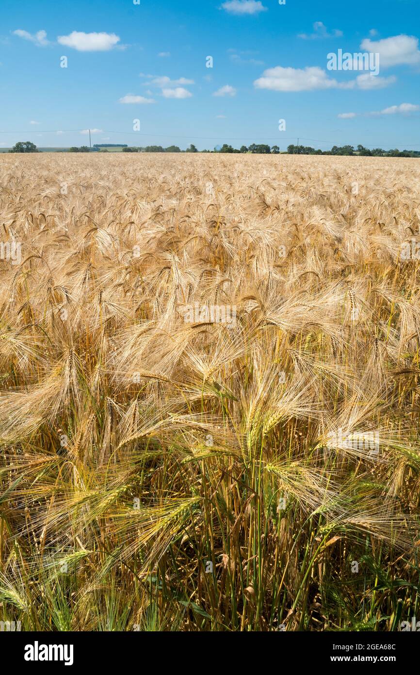 Field of ripe barley Stock Photo - Alamy