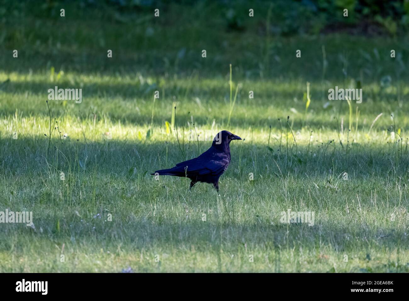 Flight crow free carrion hi-res stock photography and images - Alamy