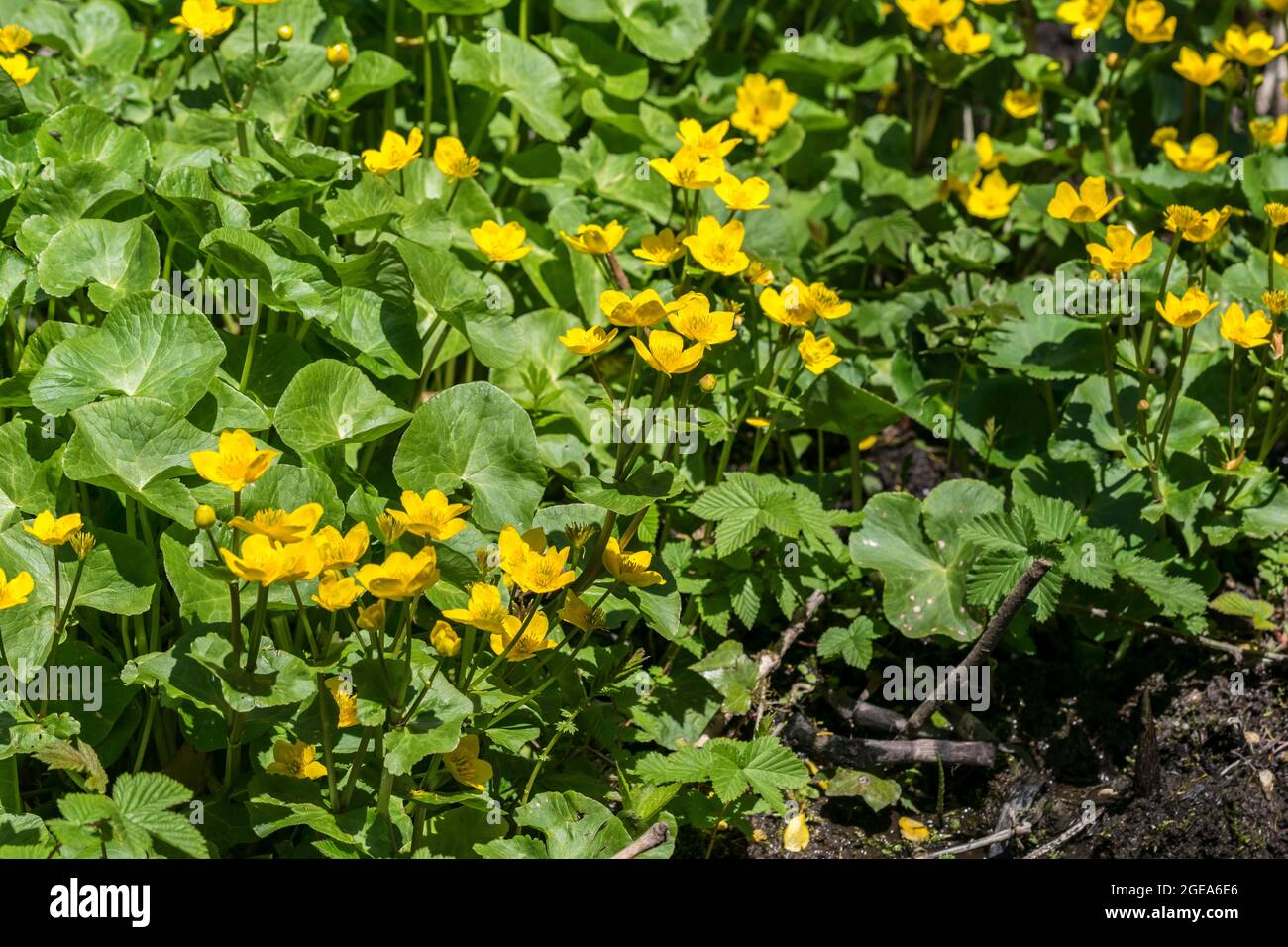 Marsh marigold wetland plant Caltha palustris Stock Photo - Alamy