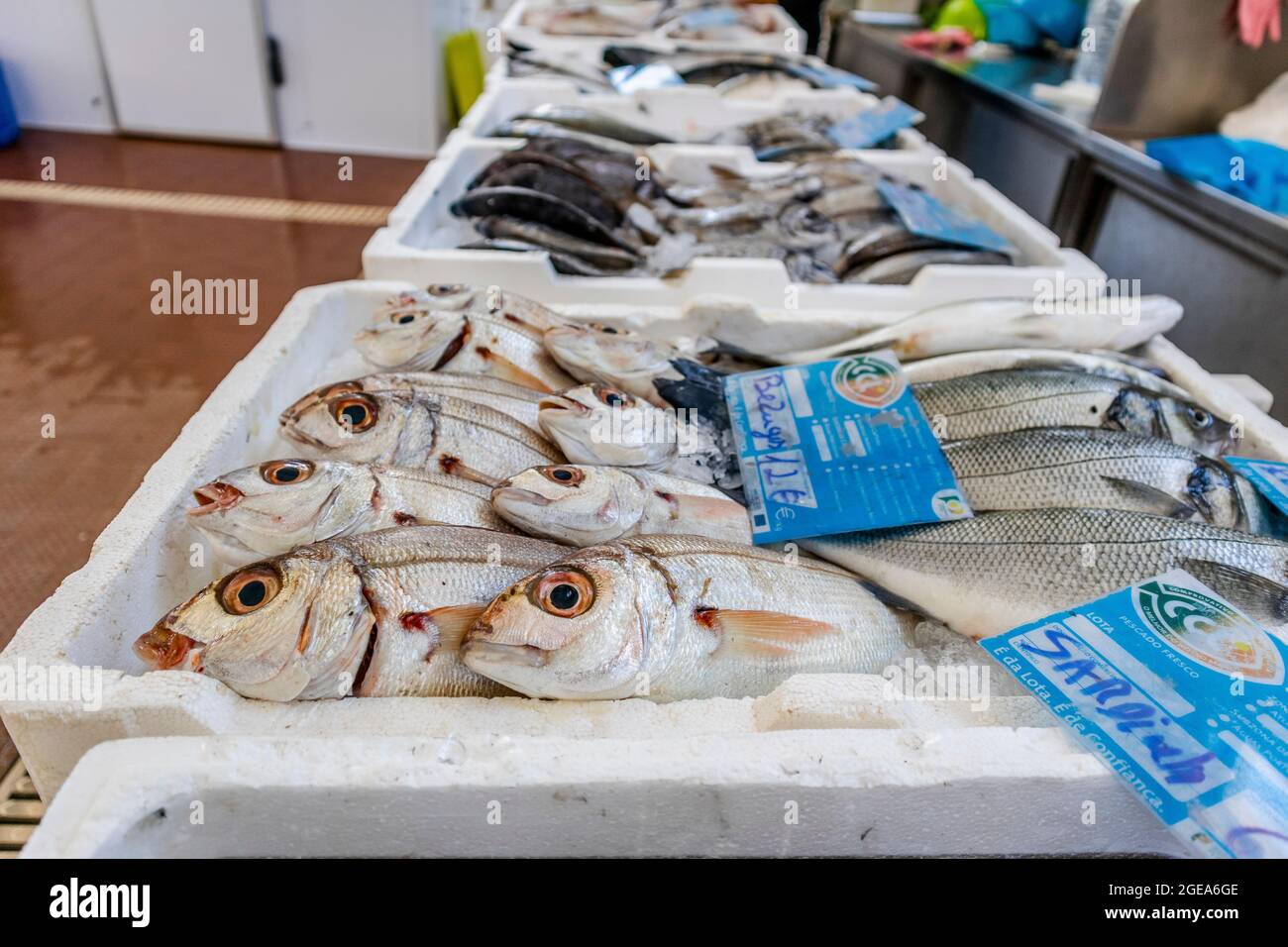 Fresh fish sold on traditional market in Zambujeira do Mar, Portugal ...