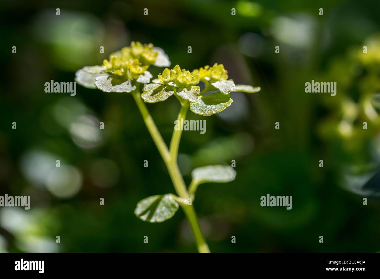 Opposite leaved golden saxifrage Chrysosplenium oppositifolium Stock ...