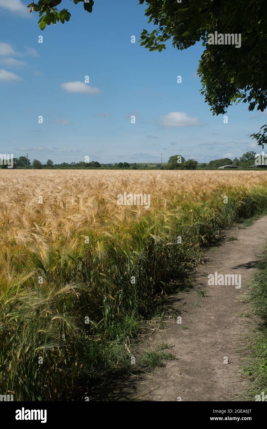 Field of ripe barley Stock Photo - Alamy