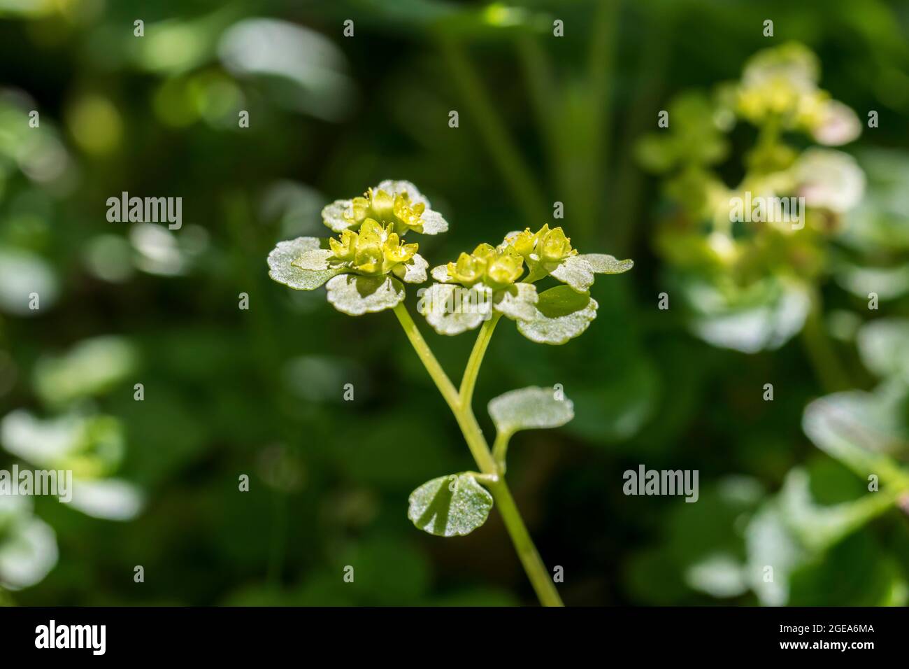Opposite leaved golden saxifrage Chrysosplenium oppositifolium Stock ...