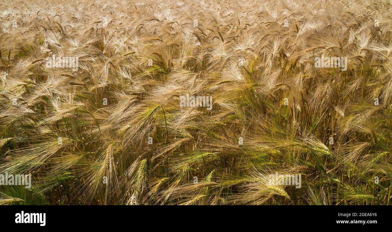 Ripe barley hi-res stock photography and images - Alamy