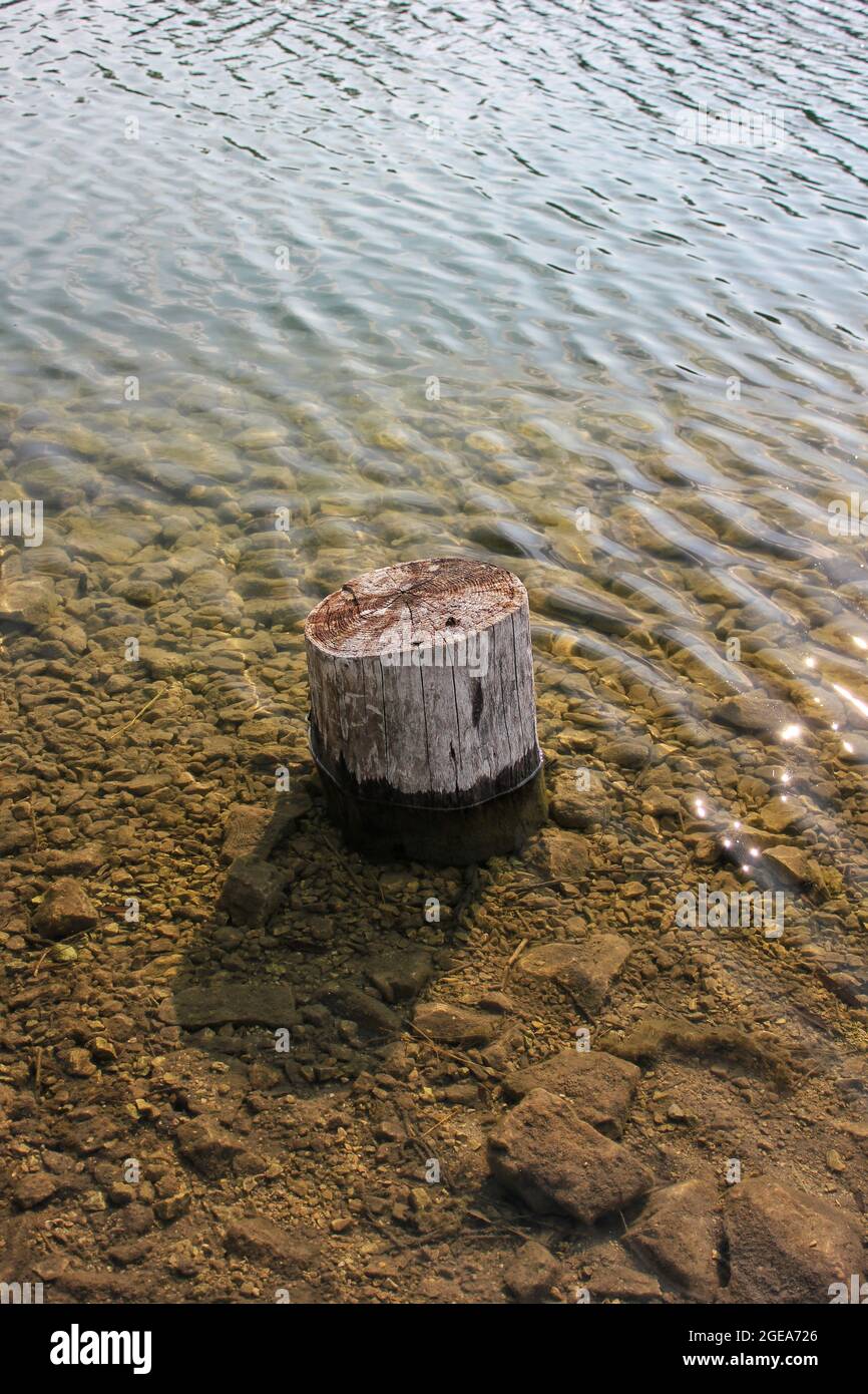An old tree stump standing in the shallow water in the summer sun Stock ...