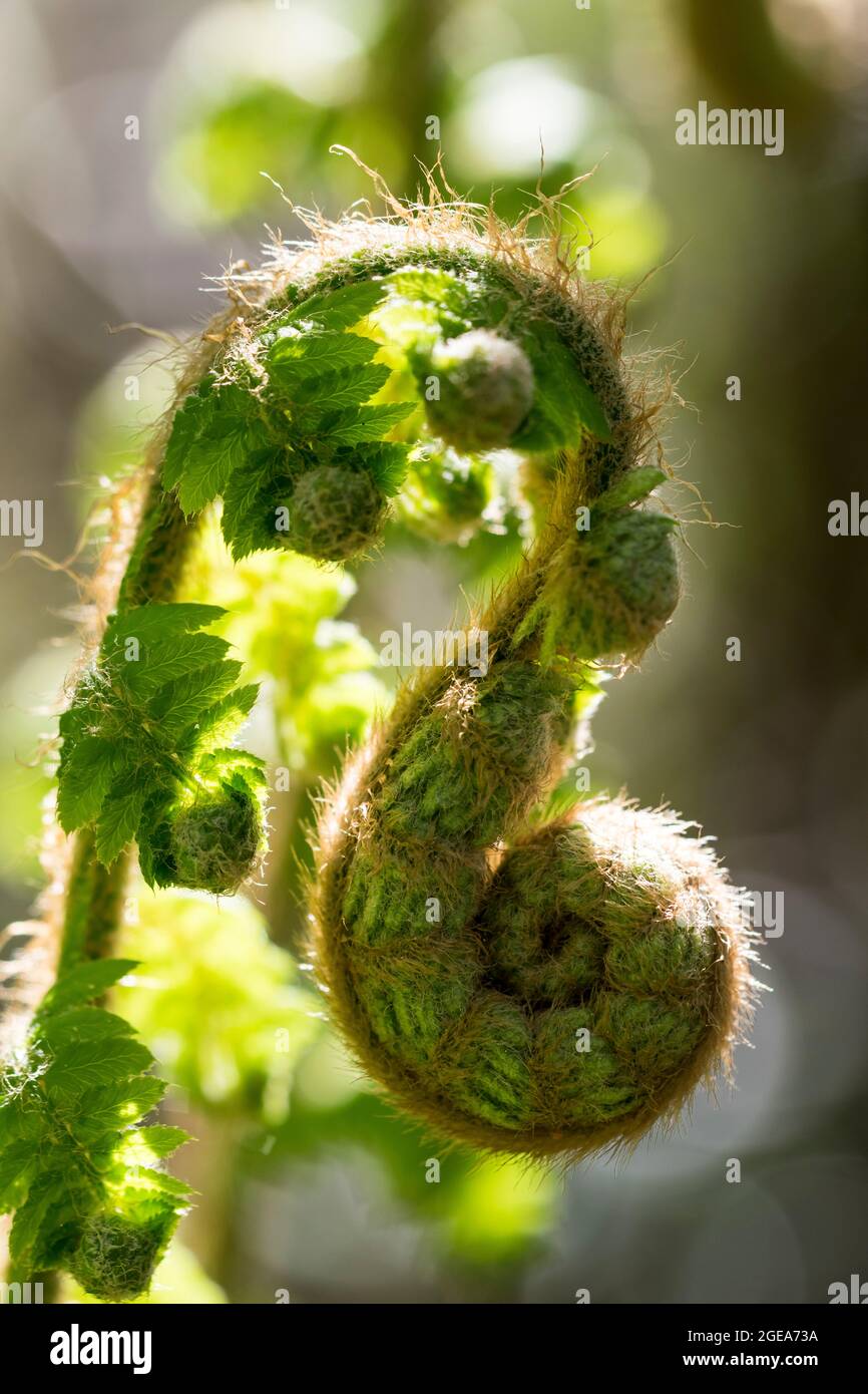 Bracken fern pteridium aquilinum hi-res stock photography and images ...