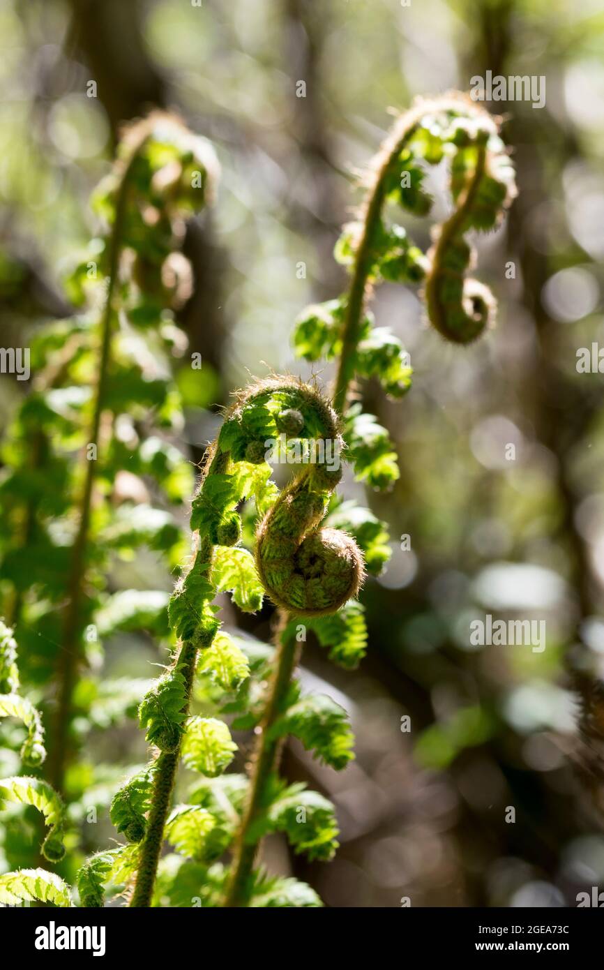 Bracken fern pteridium aquilinum hi-res stock photography and images ...