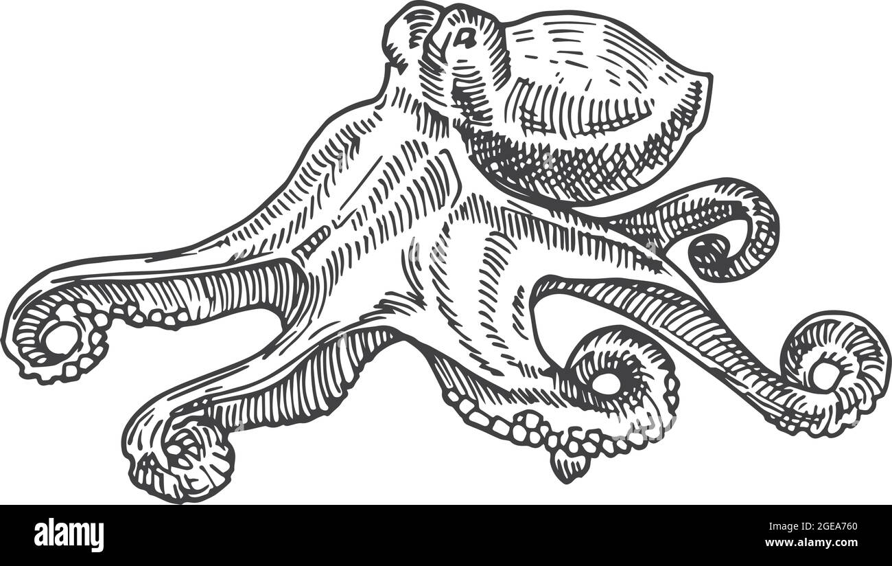 Abstract Octopus Drawing