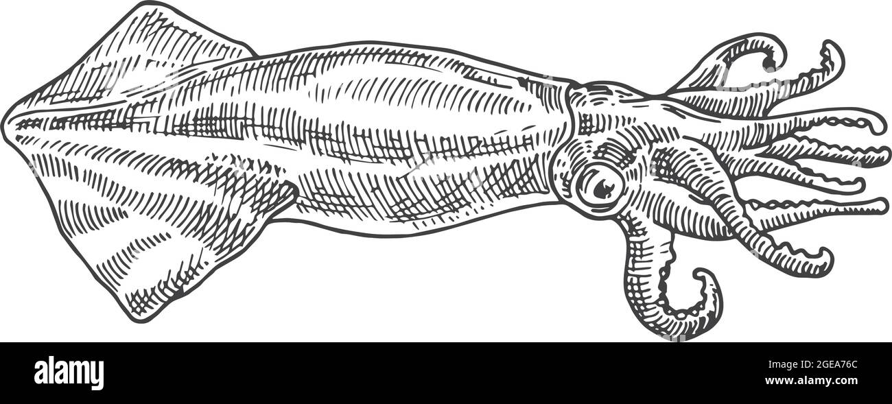 Hand Drawn Seafood Vector Illustration. Abstract Top View Squid Sketch ...