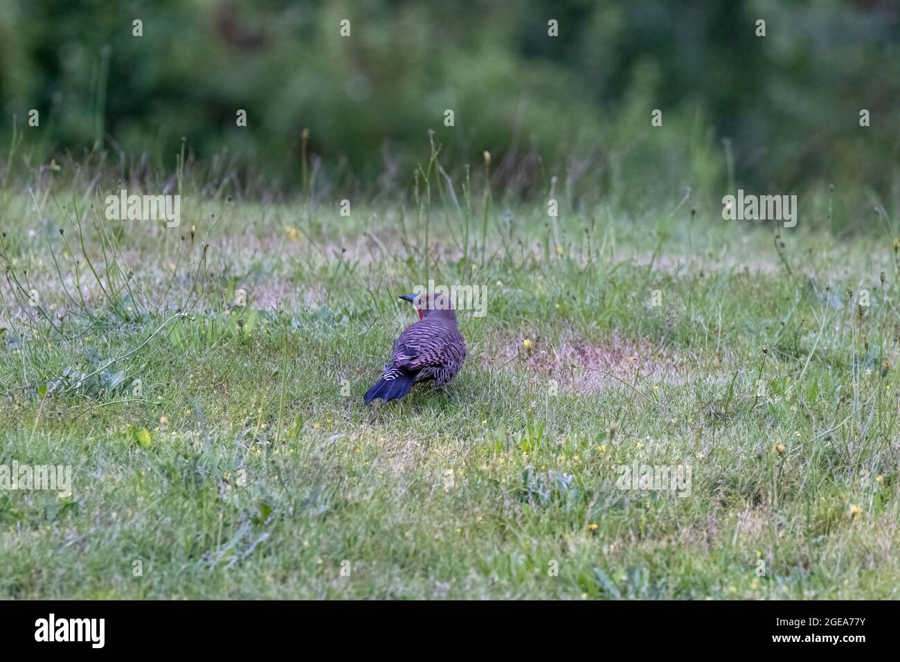 northern flicker in short grassy field with wildflowers Stock Photo - Alamy