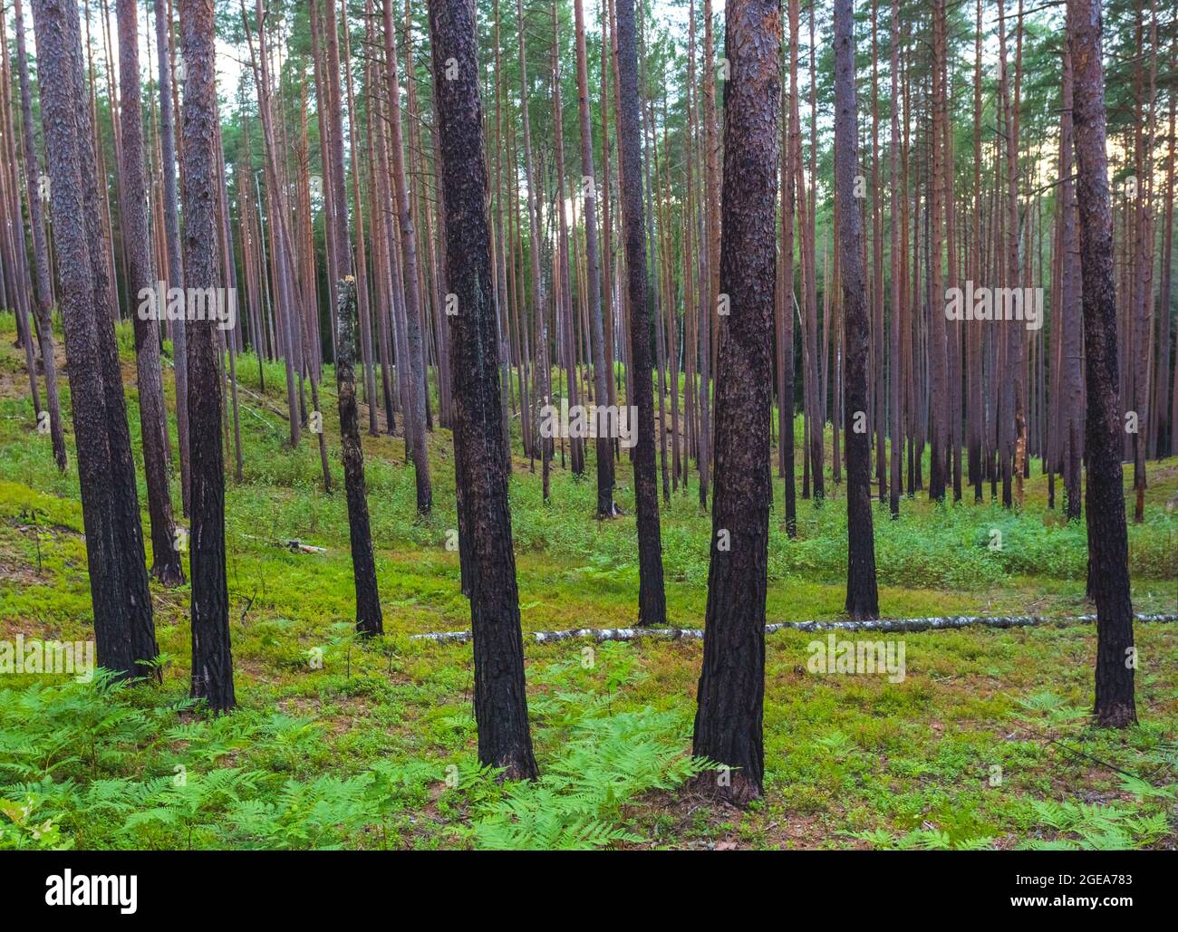 Forest after fire, regrowth, growing green plants after forest fire ...