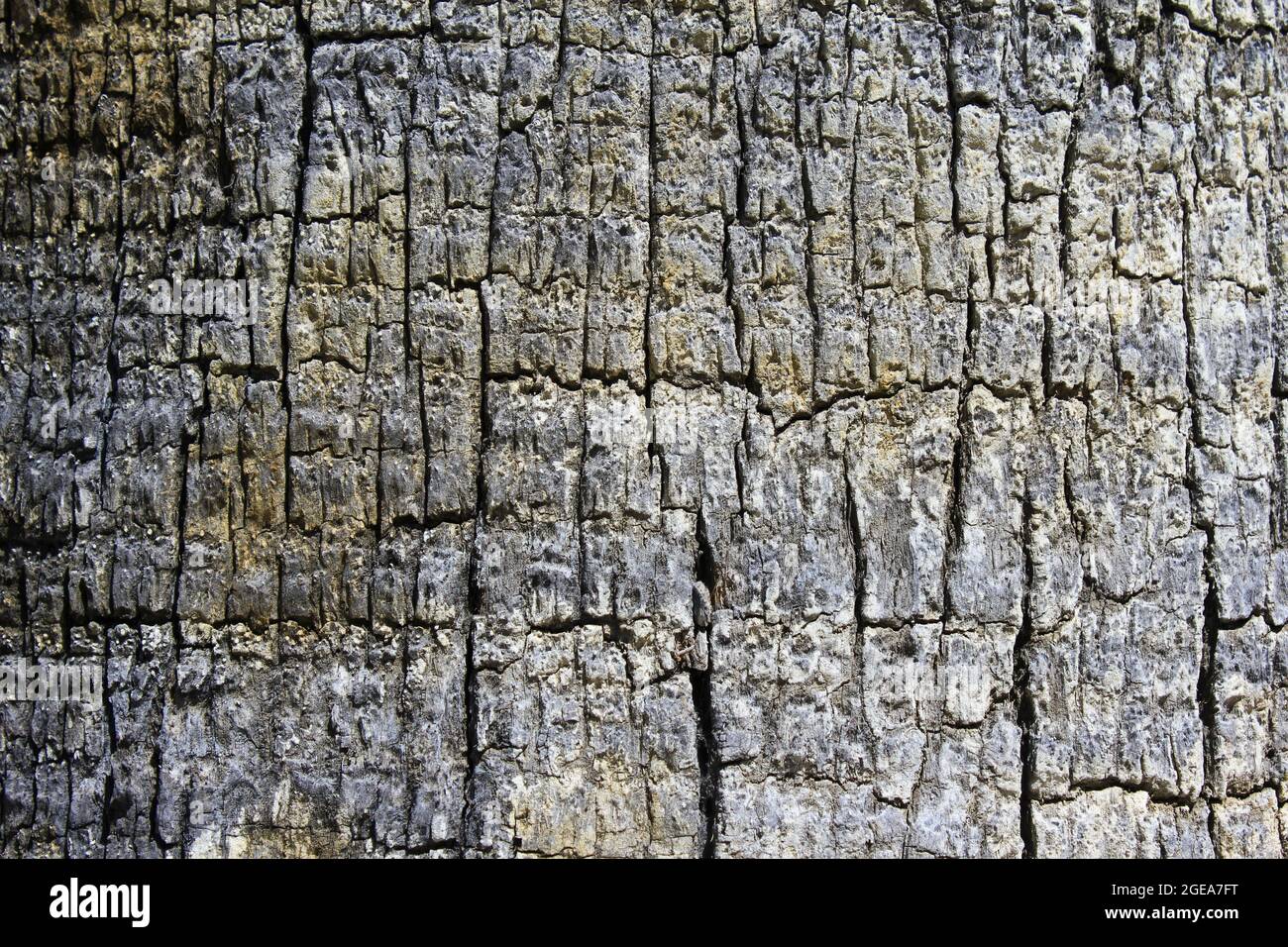 Background texture of tree trunk. Palm tree Stock Photo - Alamy