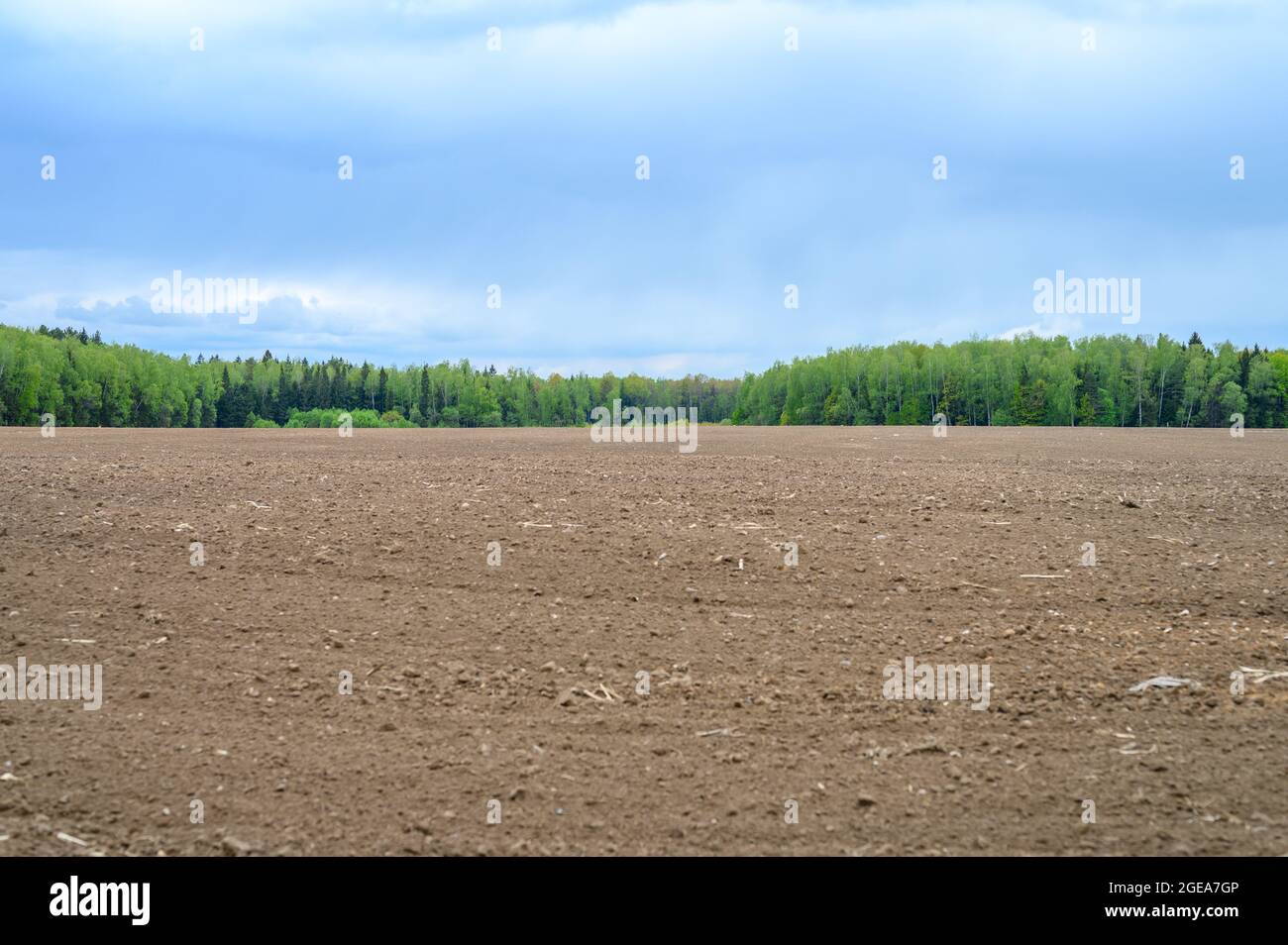 rustic summer flat landscape. plowed land in a field, a mixed forest of ...