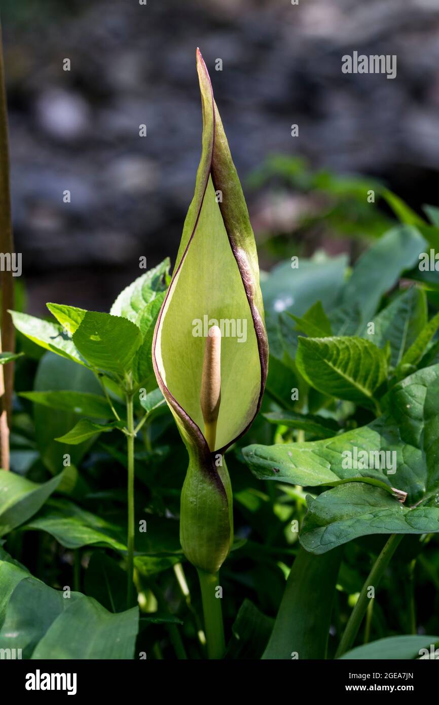 Lords and Ladies Arum maculatum plant showing the spadix flower head ...