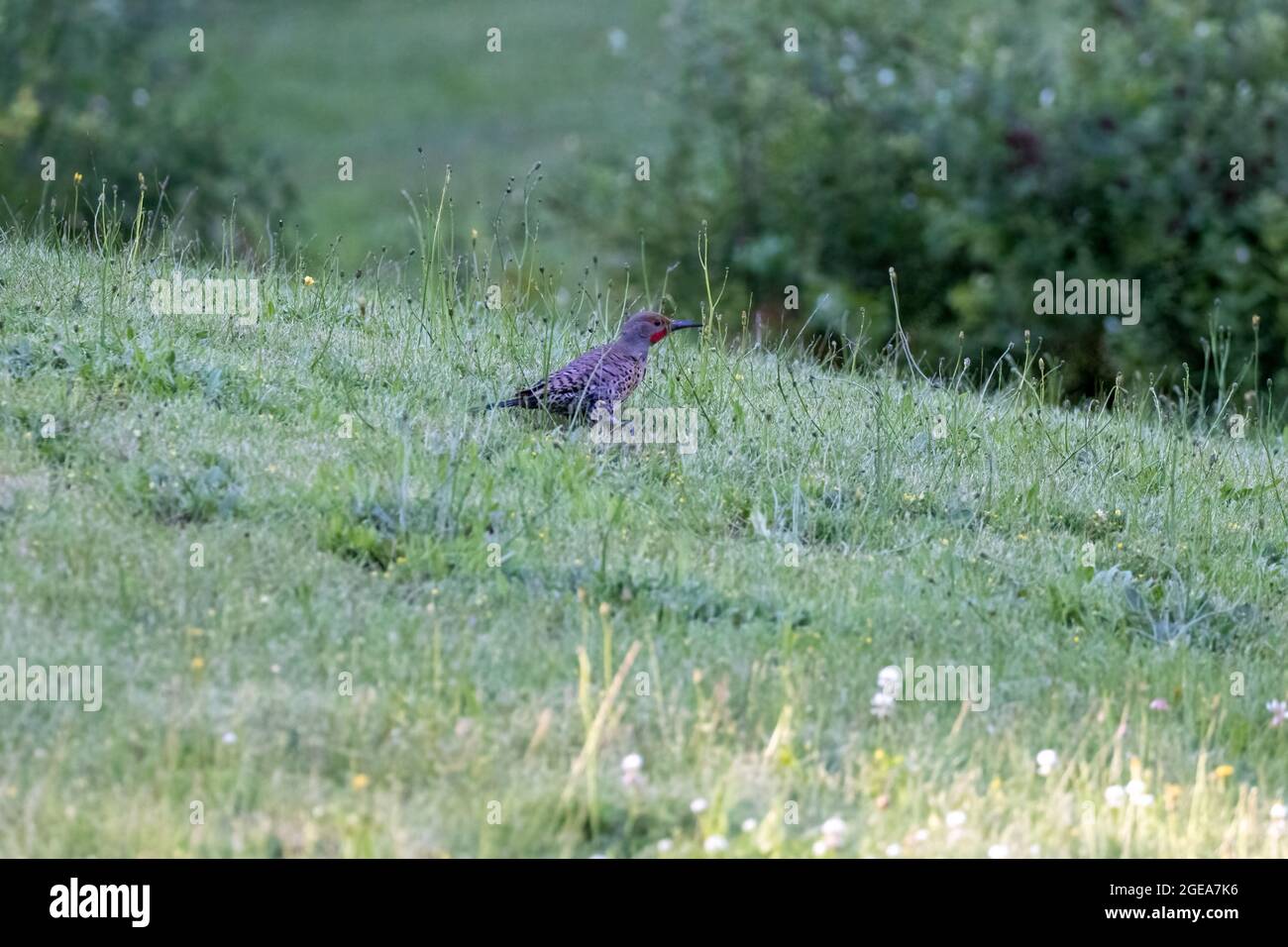 northern flicker sitting looking for bugs in lawn during summer Stock ...