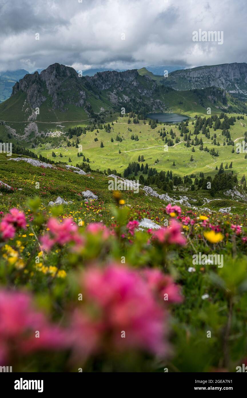alpine roses in Diemtigtal with Seebergsee in the Bernese Alps Stock ...