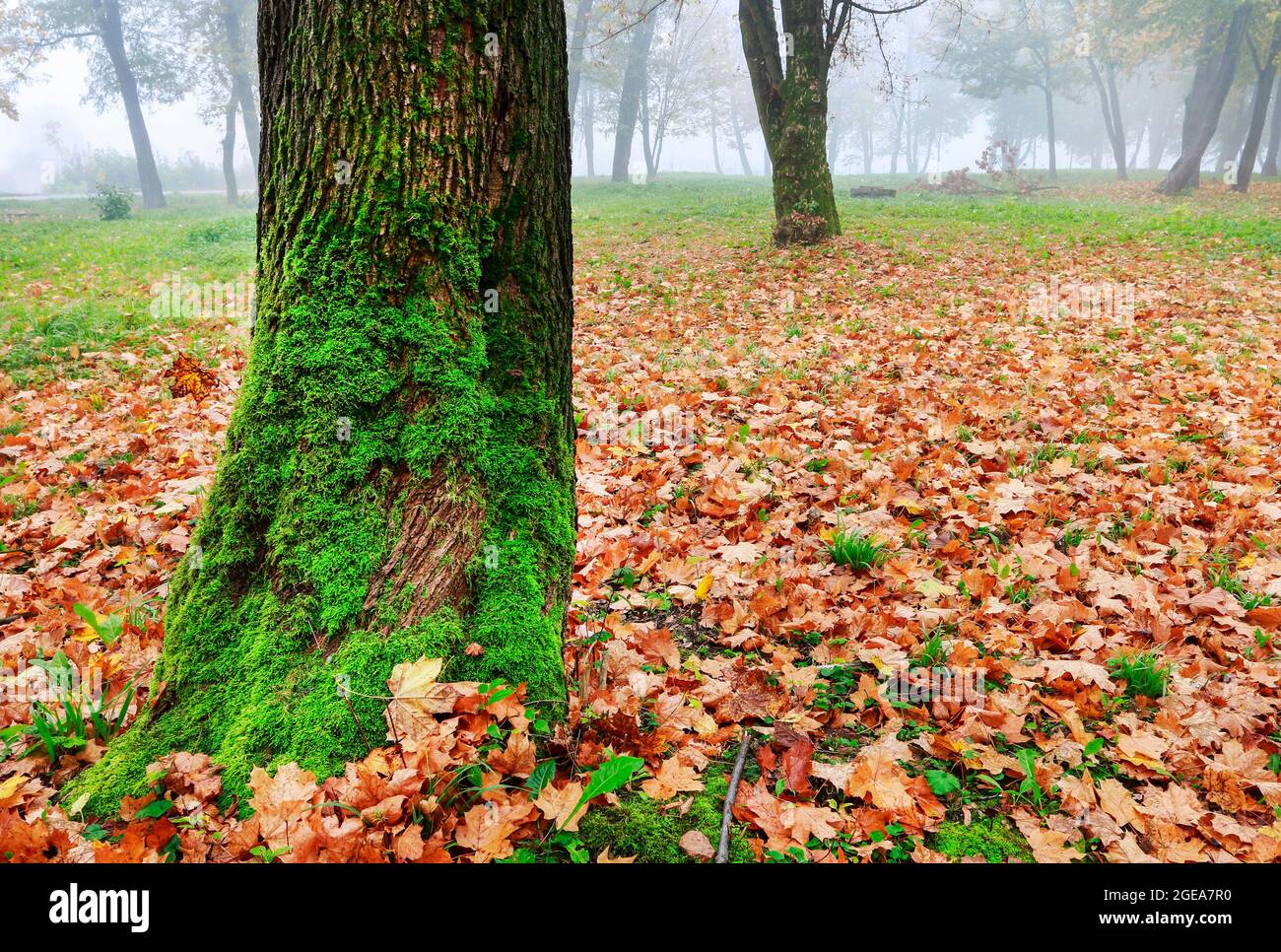 Misty autumn park, beautiful october morning Stock Photo - Alamy