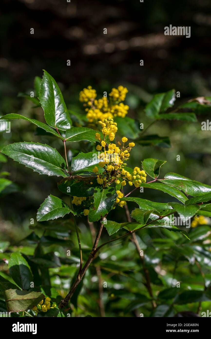 Oregon grape shrub Mahonia aquifolium Stock Photo - Alamy