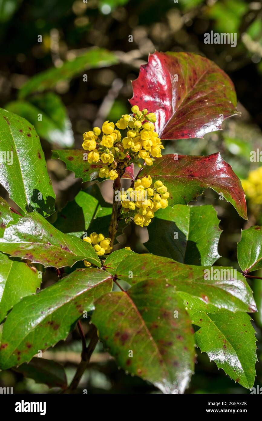 Spikey leaved shrub hi-res stock photography and images - Alamy