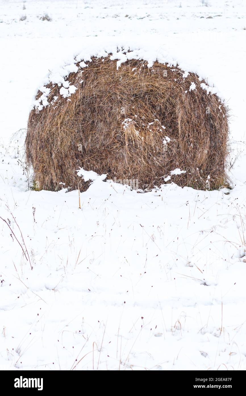 Bale rolls of hay rotting on field covered with snow in winter Stock ...